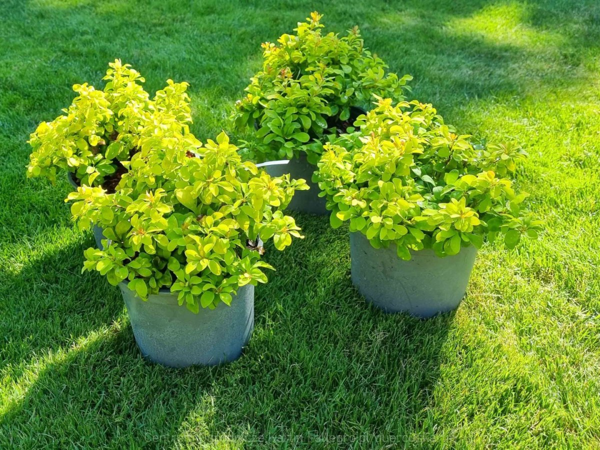 Berberys 'Lime Star' DUŻY LIMONKOWY REALNE ZDJĘCIA - doogrodu.com.pl